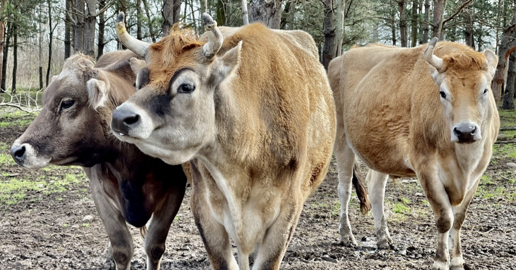 Asha's Farm Sanctuary | Niagara Falls USA